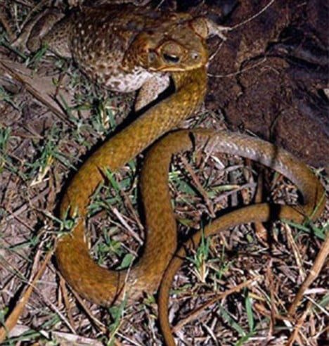 Katak berbisa pembunuh!! Toad Cane/Katak laut – Zikri Husaini